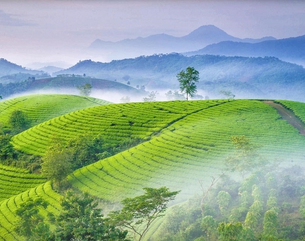 Đồi chè Long Cốc - Ngỡ ngàng với tiên cảnh đồi chè "bát úp" đẹp nhất ...