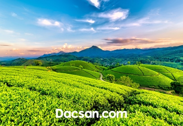 Đặc sản rừng cọ đồi chè miền trung du | Dacsan.com