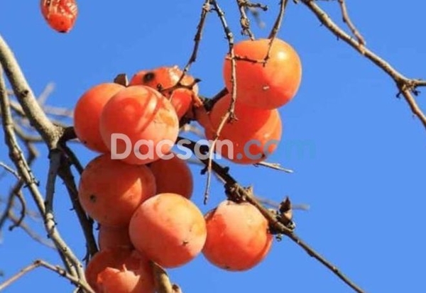 Quả hồng và những lưu ý đặc biệt khi ăn | Dacsan.com