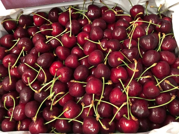 Cherry Úc ngon | Halafruit.vn