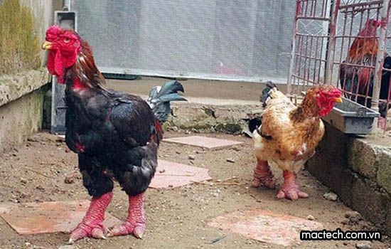 Gà Đông Tảo ấp bao nhiêu ngày thì nở, một số yếu tố cần quan tâm