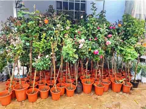 Vườn ươm cây giống HOA HỒNG THÂN GỖ TREE ROSE Đà Lạt giá rẻ