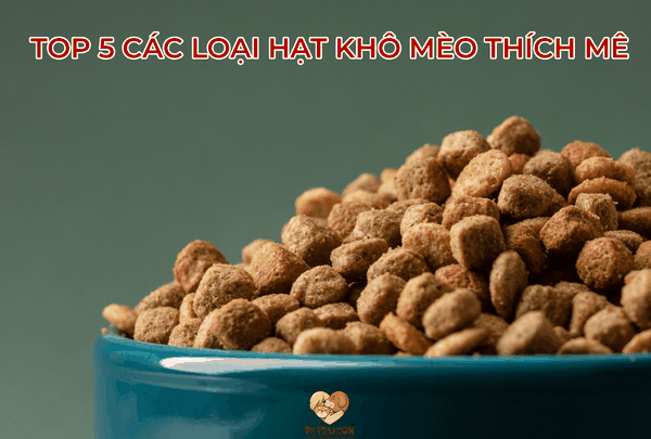 TOP 5 CÁC LOẠI HẠT KHÔ MÈO THÍCH MÊ - PETSAIGON