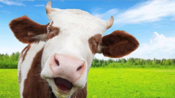 Chăn nuôi bò mà không có cái này thì vất vả, mệt mỏi vô cùng