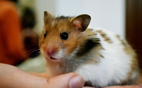 Cách huấn luyện và làm quen với Hamster
