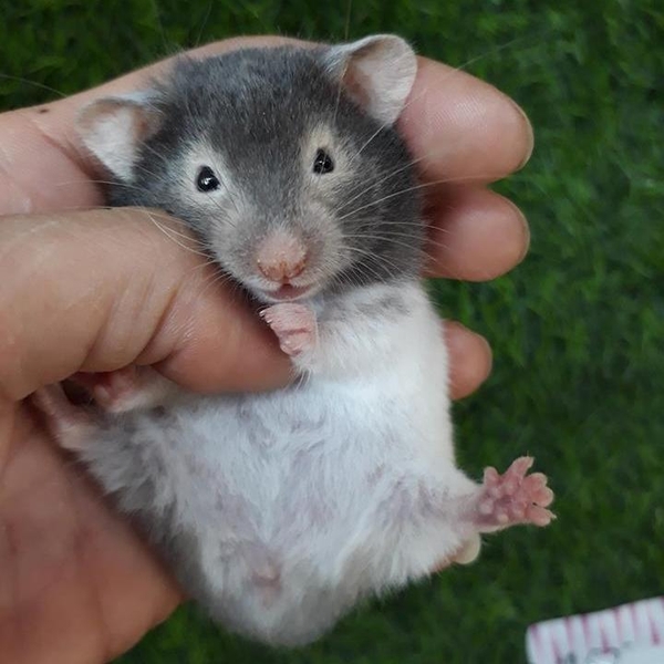 Hamster Bear bò sữa mắt kính