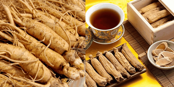 NHÂN SÂM VÀ NHỮNG LỢI ÍCH CHO SỨC KHỎE CÔNG TY TNHH THƯƠNG MẠI KHÁNH TÂN