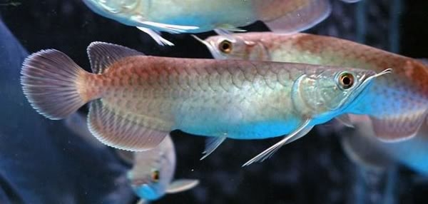 Phân biệt các loại cá Rồng