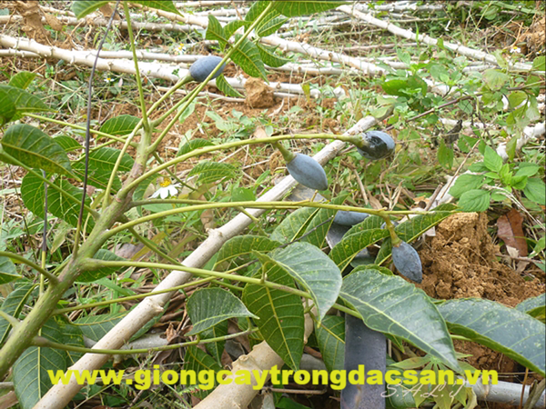 Cây Trám Đen - Công ty Cổ phần giống cây trồng Đ.H Nông Nghiệp 1