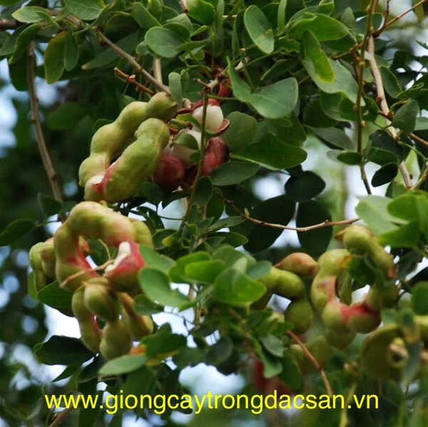 Cây Me Chua - Công ty Cổ Phần Giống Cây trồng Đ.H Nông Nghiệp 1