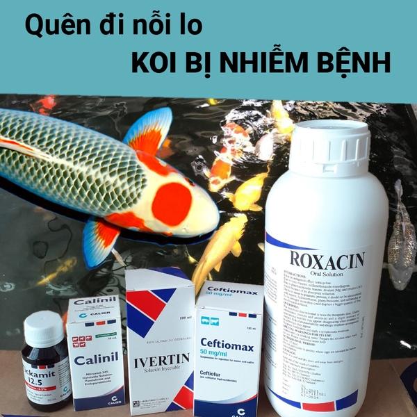 5 giải pháp phòng và trị bệnh giúp bạn chơi cá KOI thật nhẹ nhàng ...