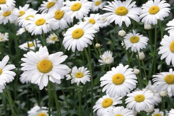 Cúc la mã là gì? Lợi ích thần kỳ của thảo dược đối với sức khỏe Dược Sanfo