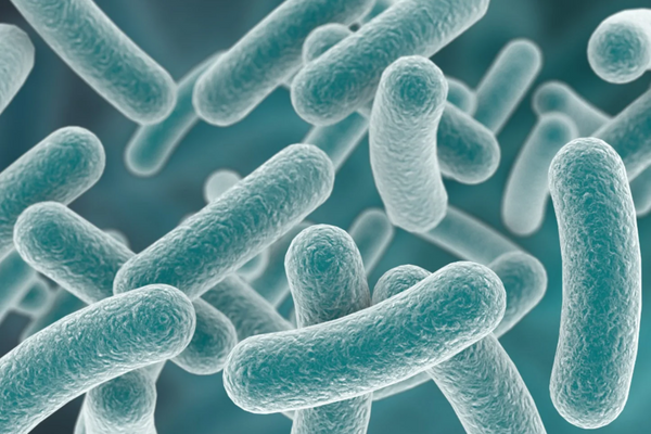 Lactobacillus casei là gì? Có công dụng gì đối với sức khỏe? Dược Sanfo