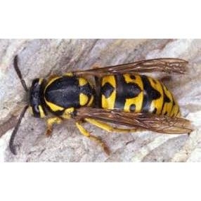 Rượu Ong đất. Bình 4 Lít - THÁI HƯNG - ĐẶC SẢN TÂY BẮC