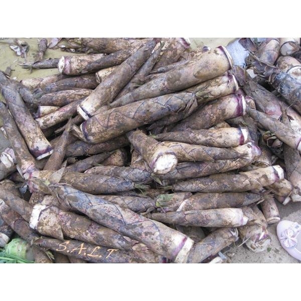 Măng đắng tươi - THÁI HƯNG - ĐẶC SẢN TÂY BẮC