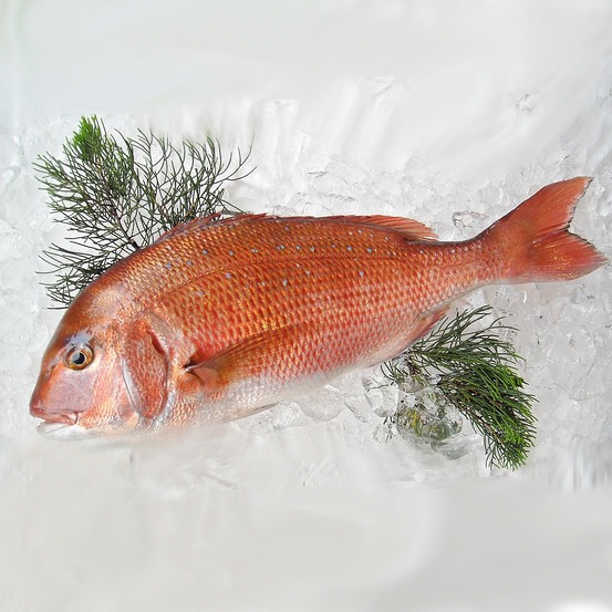 MADAI ROUND (FARMED)- MADAI NGUYÊN CON (TAI)