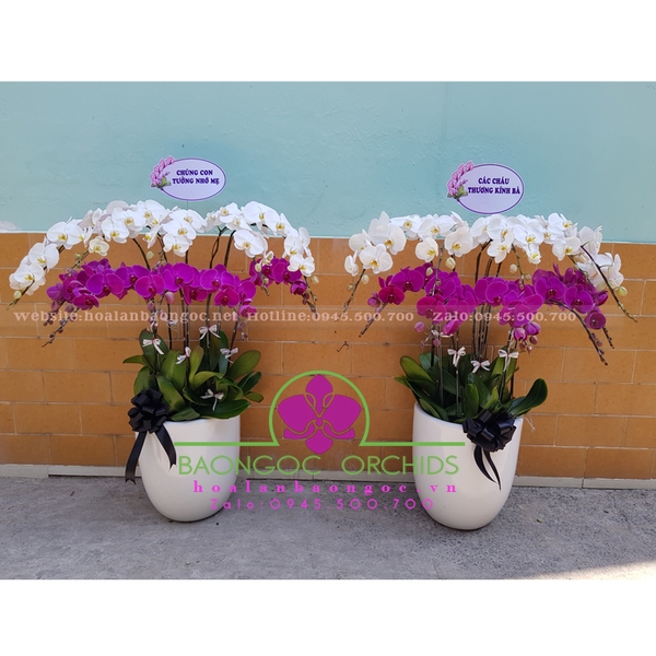 Chậu hoa lan tang lễ HDS-10168 | Hoa lan Bảo Ngọc