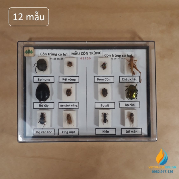 Mẫu côn trùng có cánh J4315, gồm 6 mẫu côn trùng có lợi, 6 mẫu côn ...