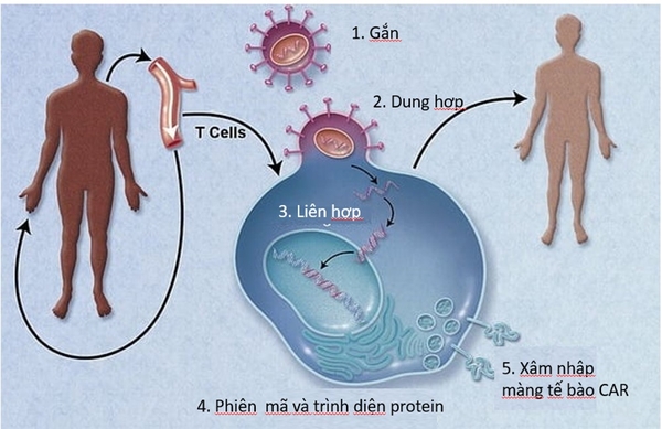 LIỆU PHÁP TẾ BÀO CAR-T TRONG ĐIỀU TRỊ LUPUS BAN ĐỎ HỆ THỐNG | Phòng ...