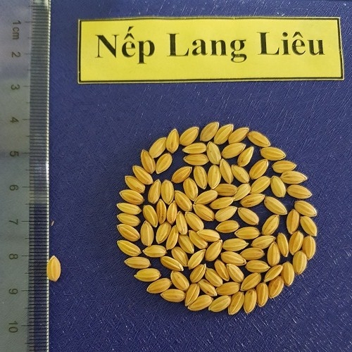 Giống Lúa Nếp Đặc Sản Lang Liêu | Công ty TNHH Nông Nghiệp Nhiệt Đới