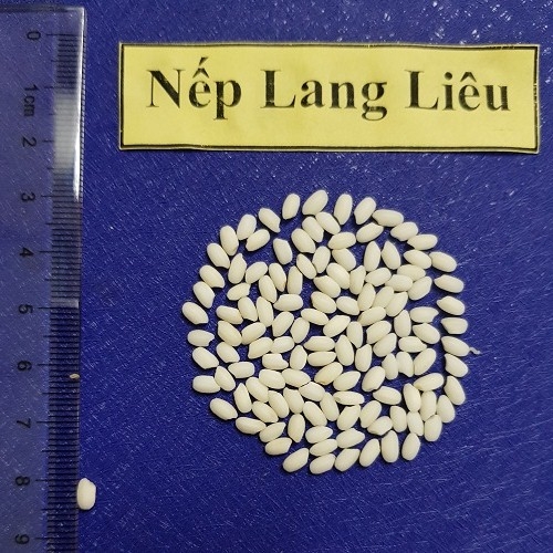 Giống Lúa Nếp Đặc Sản Lang Liêu | Công ty TNHH Nông Nghiệp Nhiệt Đới