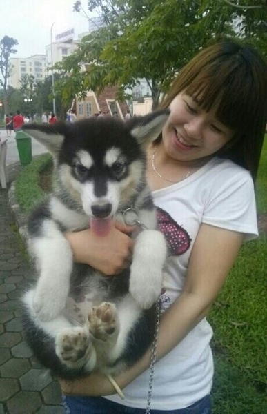 Chia sẻ kinh nghiệm nuôi chó dành cho người mới bắt đầu Cutepets - Pet ...