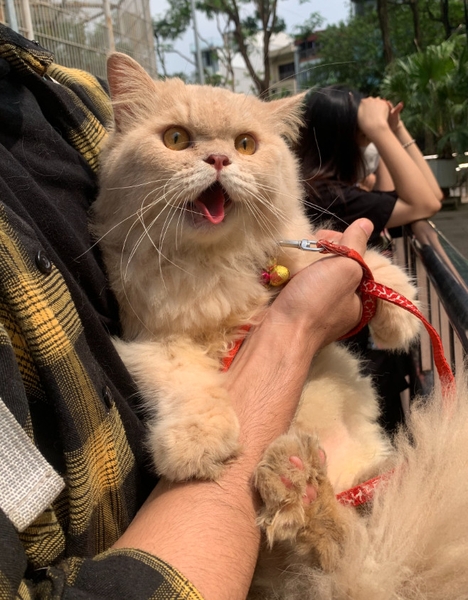 Mèo Thở Gấp – Dấu Hiệu Nguy Hiểm: Nguyên Nhân và Cách Điều Trị Cutepets ...