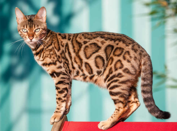 Khám Phá Thế Giới của Mèo Bengal: Đặc Điểm và Cách Chăm Sóc Cutepets ...