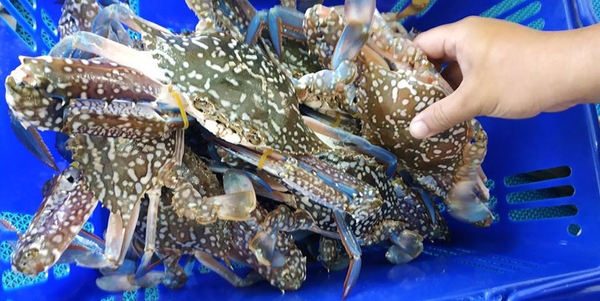 3 Cách chọn ghẹ ngon nhiều thịt dễ dàng nhất ai cũng phải biết