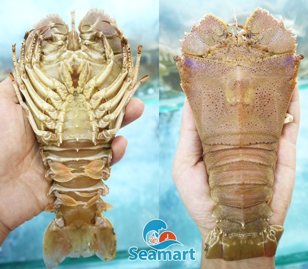 Tôm Mũ Ni Sống Giao Tận Nơi TPHCM