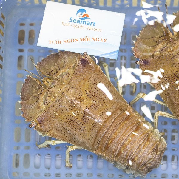 Tôm Mũ Ni Sống Giao Tận Nơi TPHCM