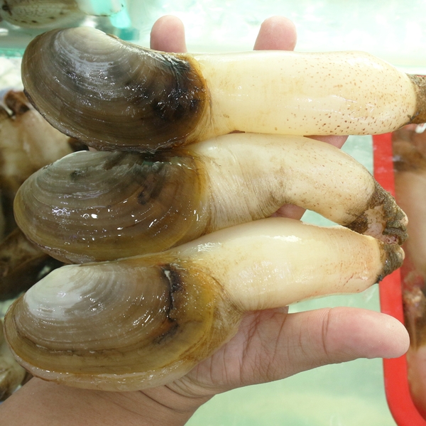 Tu hài sống giao tận nơi TPHCM