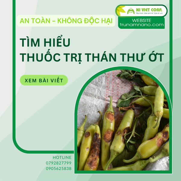 Thuốc trị thán thư ớt nào hiệu quả? Trừ nấm nano