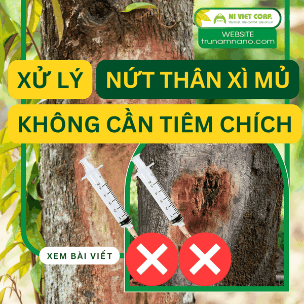 Xử lý nứt thân xì mủ sầu riêng không cần tiêm chích Trừ nấm nano