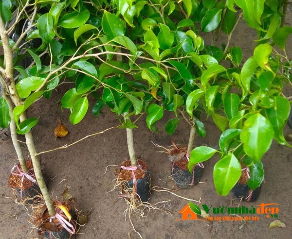 Cung cấp nhánh cây Sanh Si làm hàng rào | Vườn Nhà Đẹp