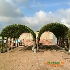 Báo giá nhà vòm bằng cây xanh | Vườn Nhà Đẹp