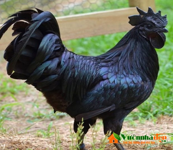 Gà H’Mông – Đặc Sản Gà Đen Bổ Dưỡng, Thịt Ngon Chuẩn Núi Rừng | Vườn ...