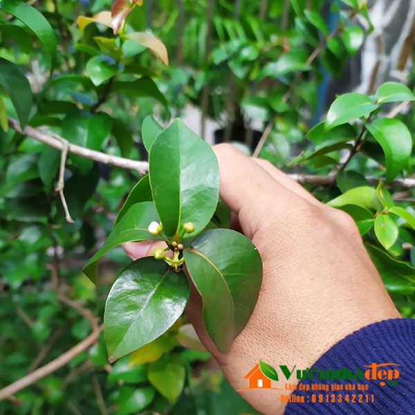 Cây Cherry nhiệt đới - Giống cây mới nhập khẩu | Vườn Nhà Đẹp
