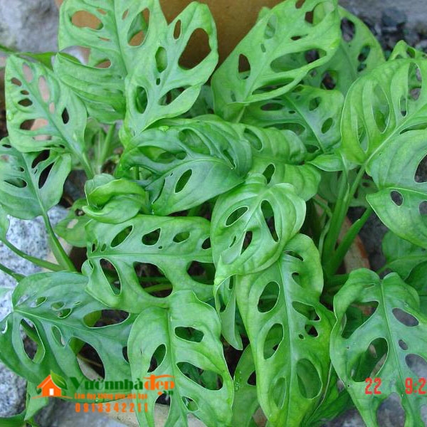 Trầu bà lỗ -Monstera obliqua var.expilata | Vườn Nhà Đẹp