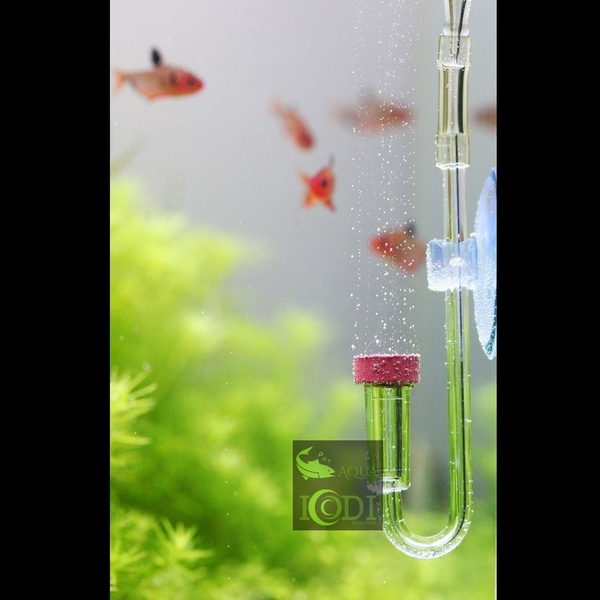 Twinstar CO2 Diffuser ICDI Aquarium and Pets