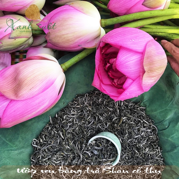 [Dã Vị] Trà Bông Sen Tươi Hồ Tây- Frozen Lotus Green Tea [Xanh Suốt]