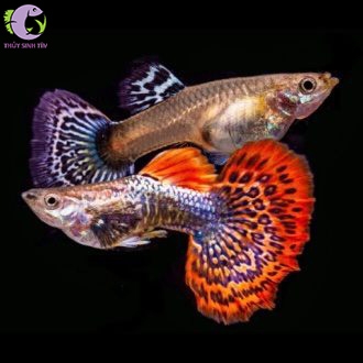 Cá Bảy Màu Rồng Đỏ Tia | Thủy Sinh Tím