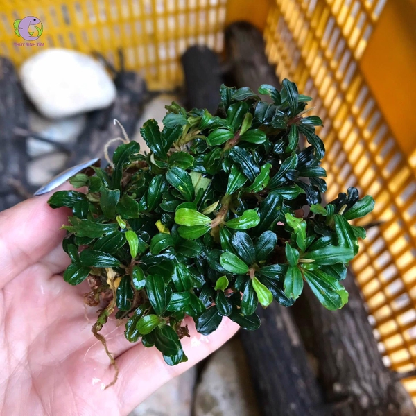 Bucep Boyan Mini (vỉ 5x5) | Thủy Sinh Tím