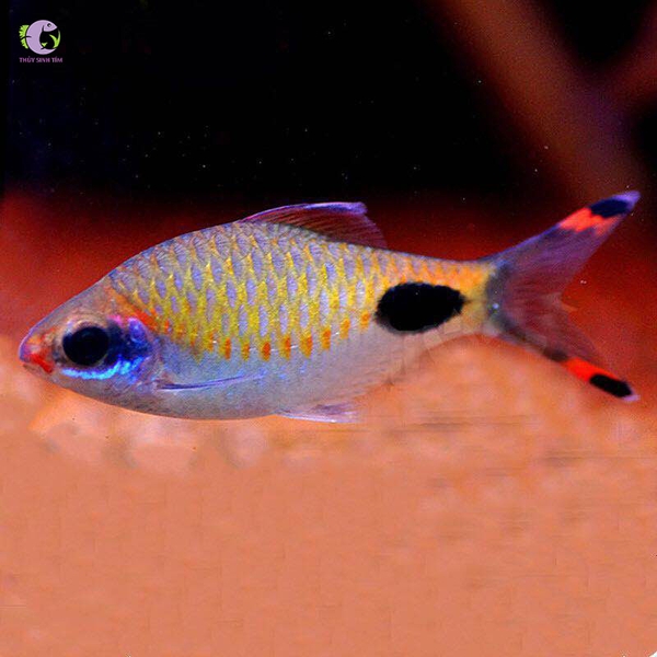 Cá Hồng Mi Bóng Đêm (size 8 - 9) | Thủy Sinh Tím