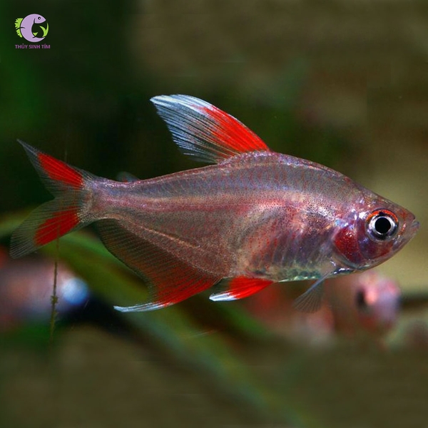 Cá White Fin Tetra | Thủy Sinh Tím