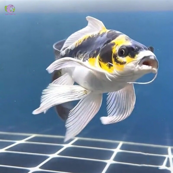 Cá Chép Panda | Thủy Sinh Tím