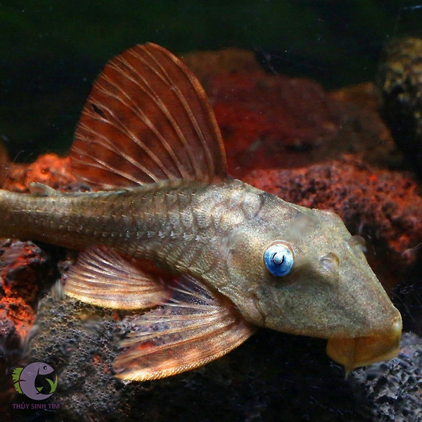 L137 Redfin Blue-eyed Pleco (6 - 7cm) | Thủy Sinh Tím