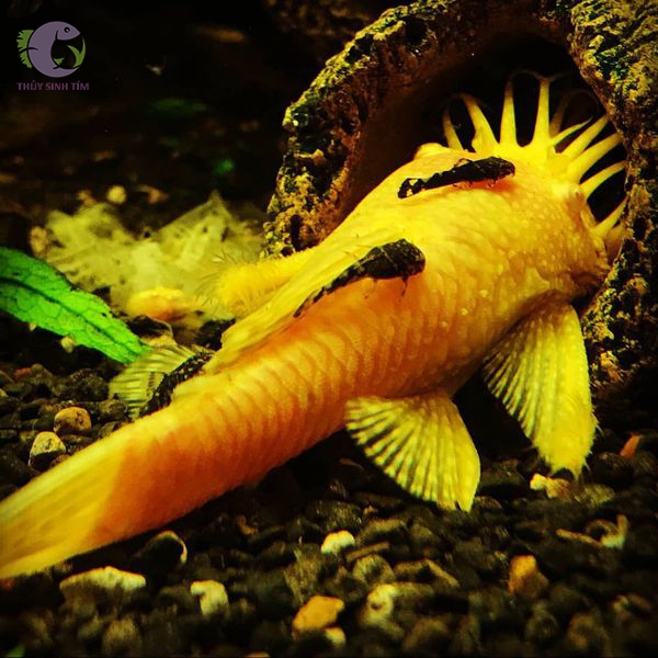 L144 Blue Eye Lemon Bristlenose Pleco (7cm) (Cặp Đực/Mái Sinh Sản ...