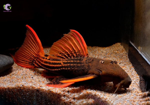 L25 Scarlet Pleco | Thủy Sinh Tím