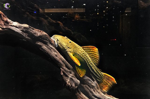 Cá L96 - Spotted Cactus Pleco (size 12 - 14) | Thủy Sinh Tím
